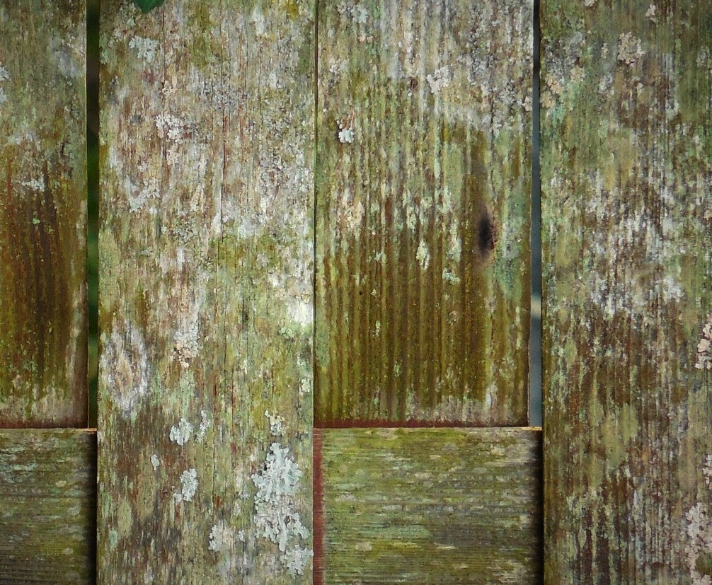 Rimuovere la muffa dai mobili senza rovinarli ed evitare la ricomparsa ...